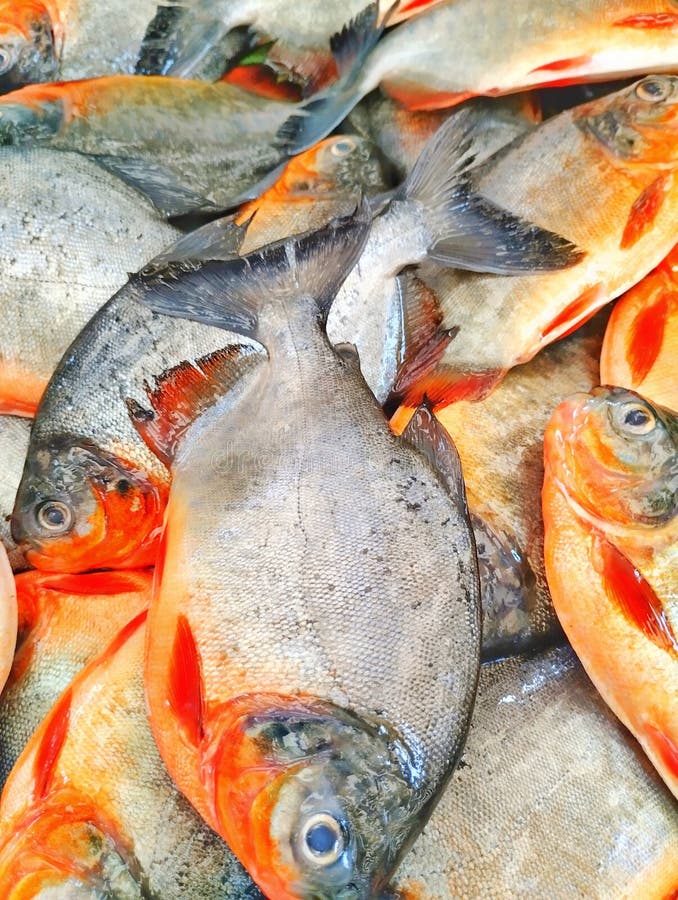 Pile of Redfin Pomfret Fish Stock Photo - Image of pomfret, fish: 382806098