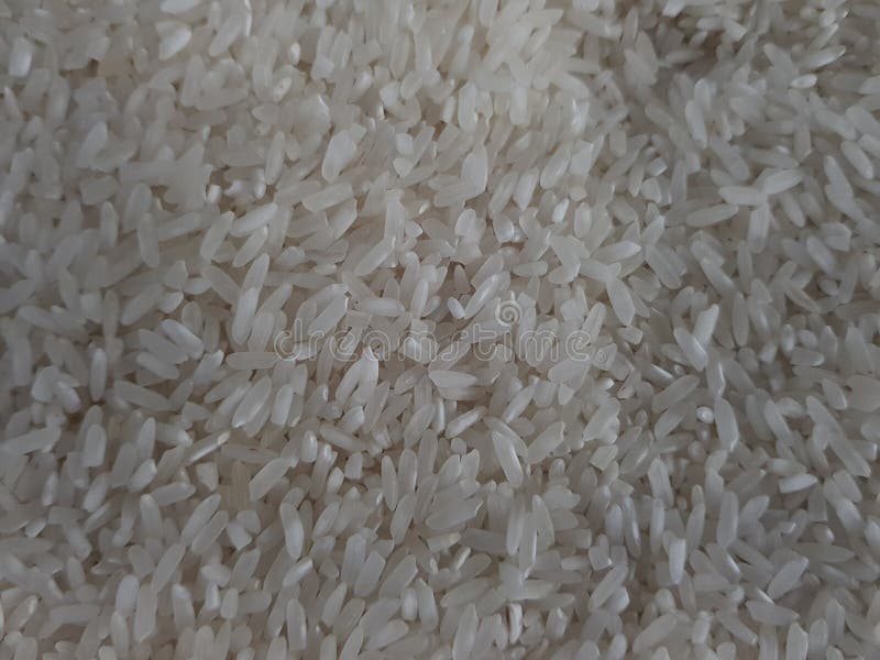 Pile of Rice before Being Processed into Rice Stock Image - Image of ...