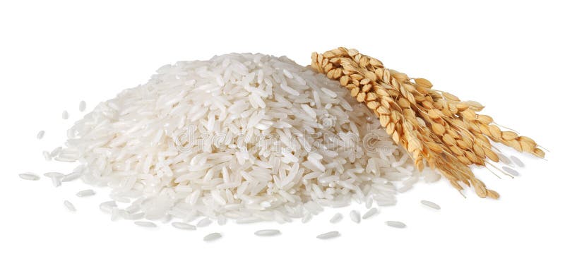 Pile Rice with Ears Isolated on White Background Stock Image - Image of ...