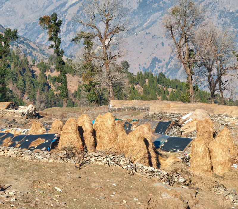 Pile of Rice Straw at Mountain Slope Stock Image - Image of straw ...