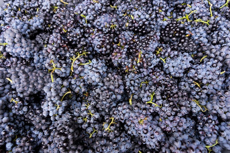 Ripe Dark Red Wine Grapes on the Vine Ready for Harvest Stock Photo ...