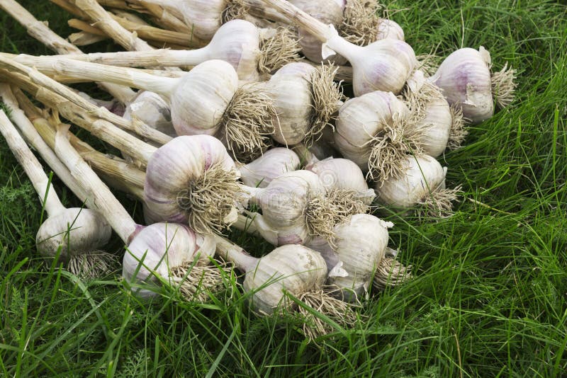 A pile of ripe garlic stock image. Image of ingredient - 32799639