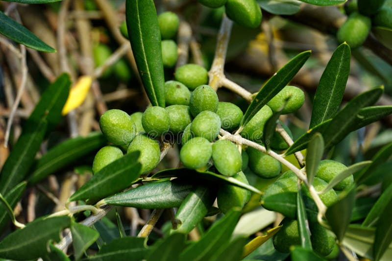A Pile of Ripe Olives on a Branch of an Olive Tree Stock Image - Image ...