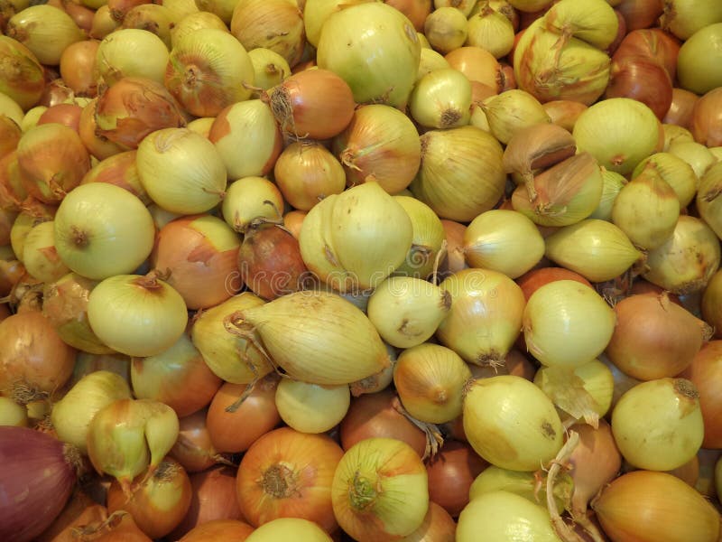 Pile of ripe onions stock photo. Image of pear, pile - 138651222