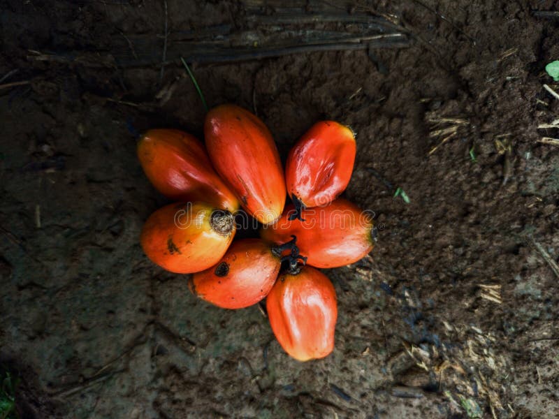 Ripe Palm Fruit on the Ground Stock Image - Image of motorbike, pair ...