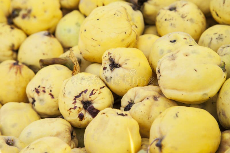 Pile of ripe quince stock image. Image of product, fruit - 34196369