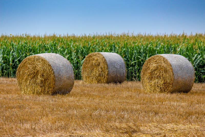Pile of rolled hay stock image. Image of maize, pile - 45803725