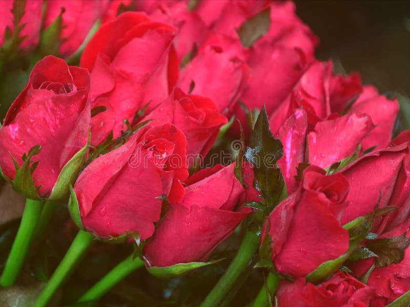 Pile of Red Roses stock image. Image of foliage, growth - 20810263