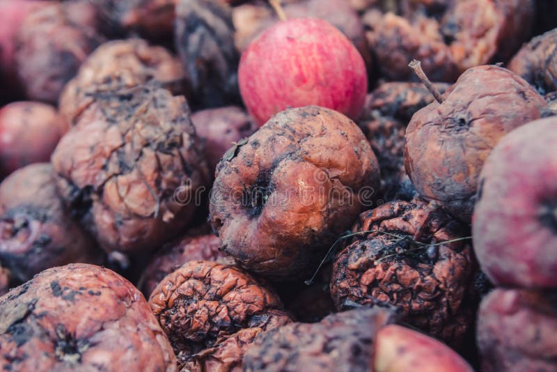 Pile of Rotten Apples, the Concept of a Spoiled Harvest Stock Photo ...