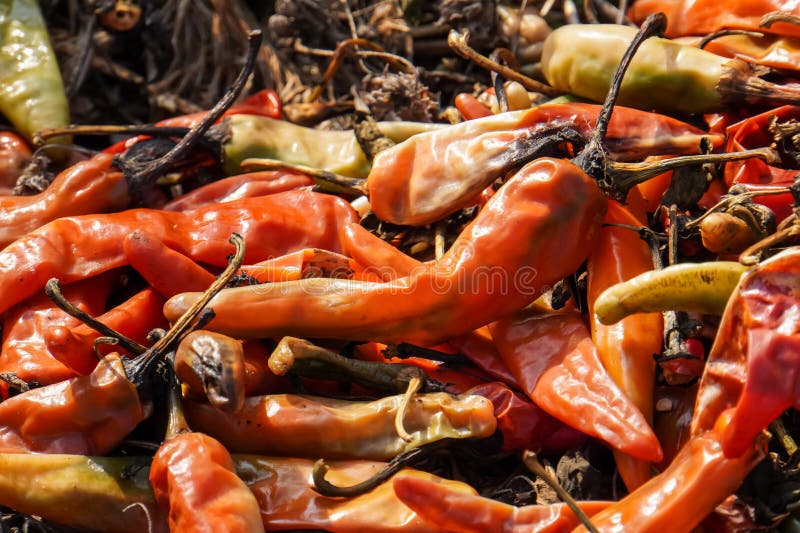 Pile of Rotten Chilies in the Garden Stock Photo - Image of foodstuff ...