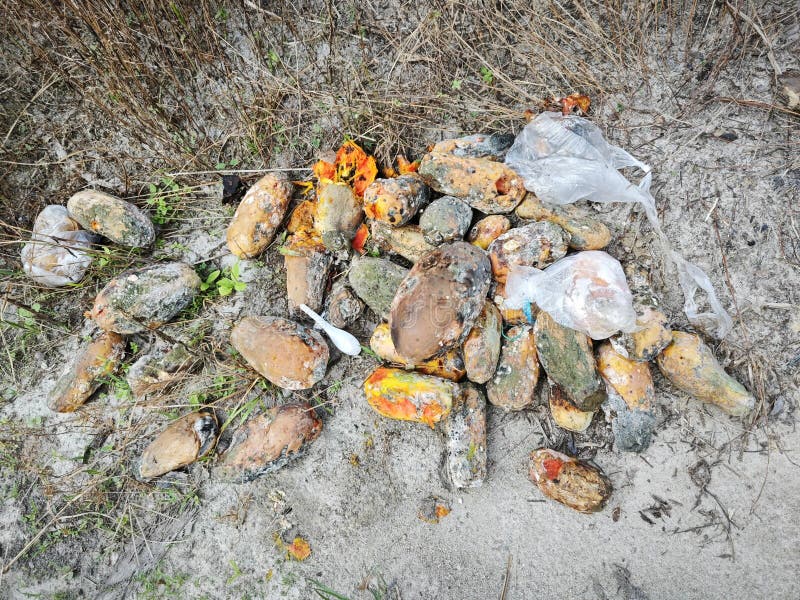 Pile of Rotten Papaya Fruit on the Ground Stock Image - Image of ...