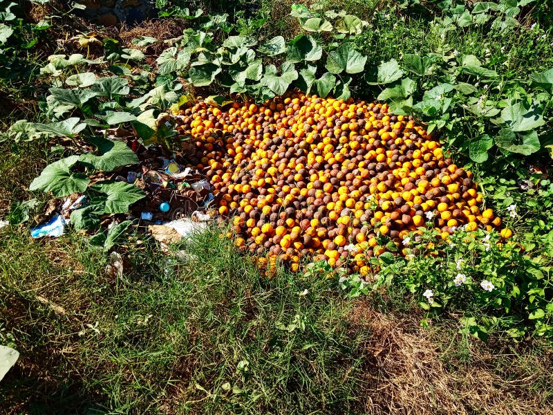 Pile of Rotten Oranges in Trash Stock Image - Image of decay ...