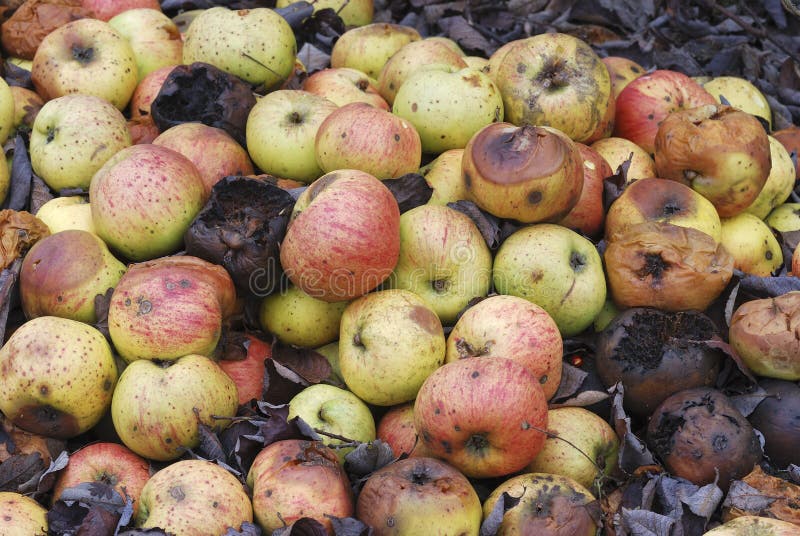 Pile of rotting apples stock photo. Image of decomposition - 23723896