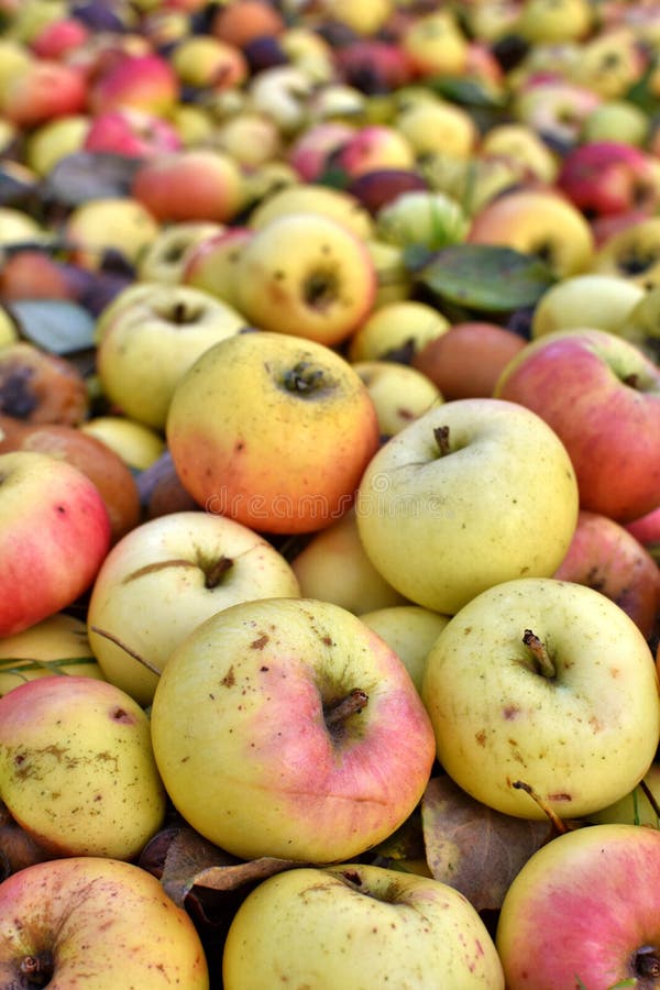 Pile of Rotting Apples in Fruit Ochard Stock Photo - Image of windfall ...