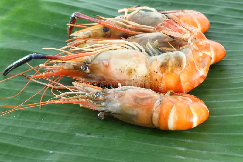 Pile row of shrimp grilled stock photo. Image of shrimp - 22469258
