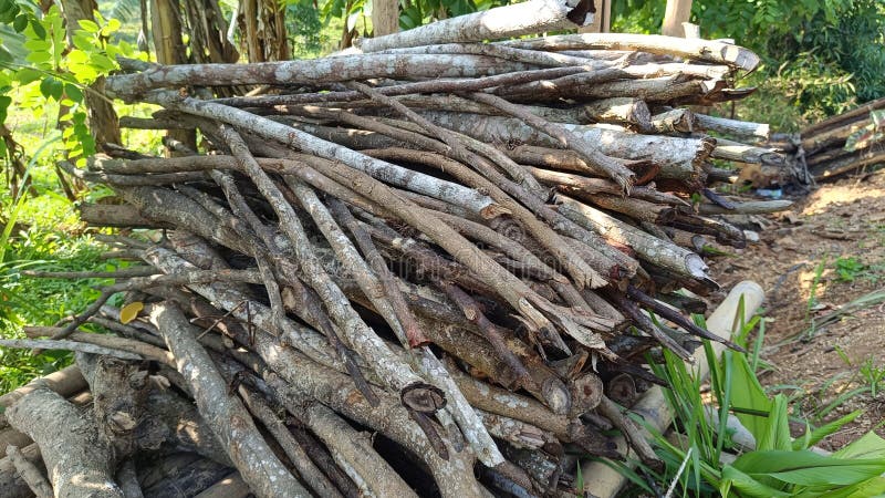 Pile of Rubber Tree Branches for Fuel in the Garden Stock Image - Image ...