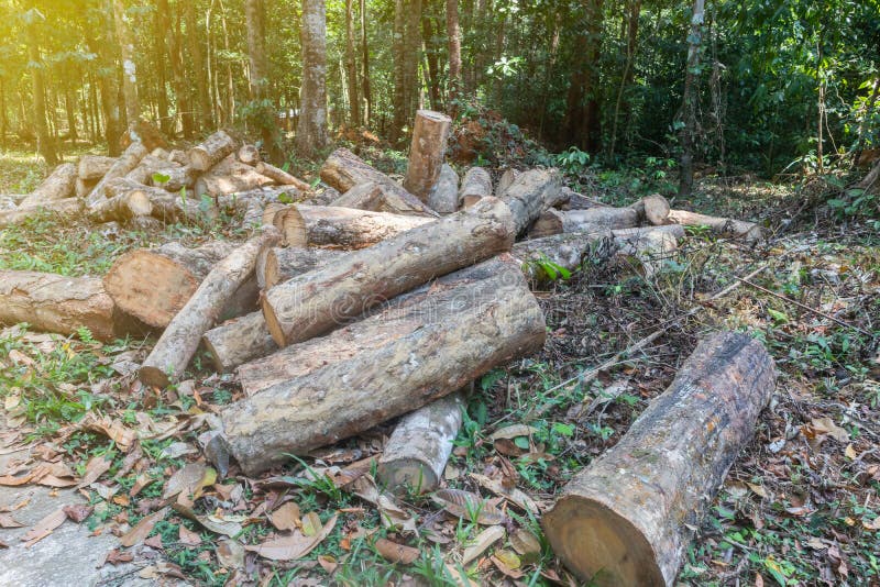 Pile of Rubber Wood Log at Phatthalung Stock Image - Image of forestry ...