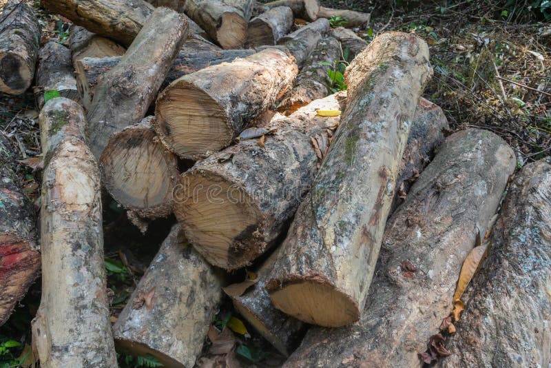 Pile of Rubber Wood Log at Phatthalung Stock Image - Image of closeup ...