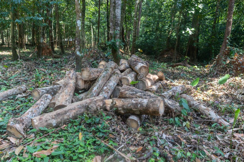 Pile of Rubber Wood Log at Phatthalung Stock Image - Image of industry ...