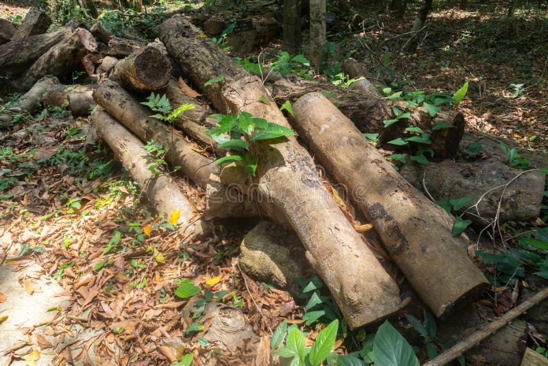 612 Rubber Tree Log Stock Photos - Free & Royalty-Free Stock Photos ...