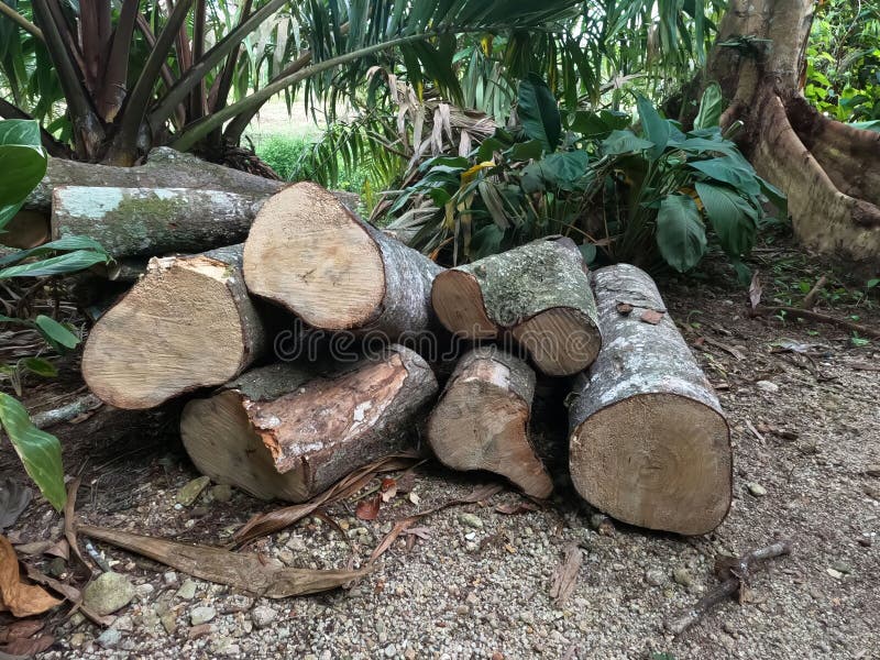 Pile of Rubber Wood Logs for Wood Products Stock Image - Image of ...