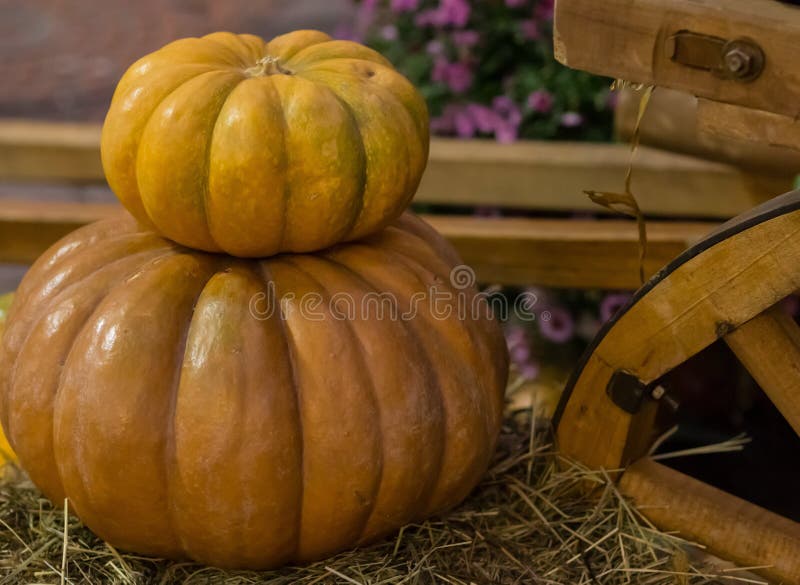 Rumpkin Stock Photos - Free & Royalty-Free Stock Photos from Dreamstime