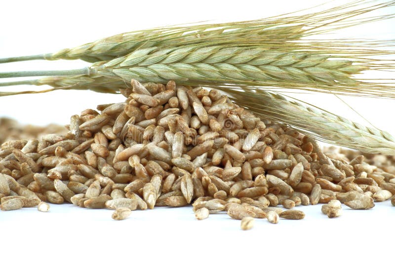 Pile of Rye Grains with Rye Stalks on a White Background Stock Image ...