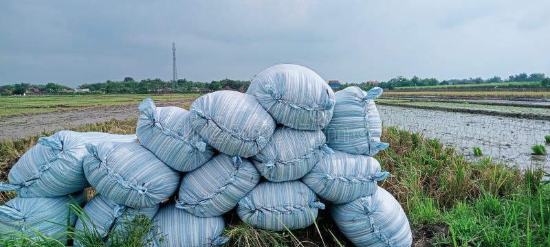 Pile of the Sacks Containing Rice Harvest on the Edge of the Rice Field ...