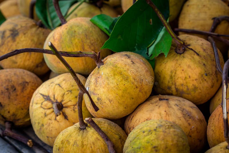 Santol Fruits stock image. Image of freshness, fresh - 32925731