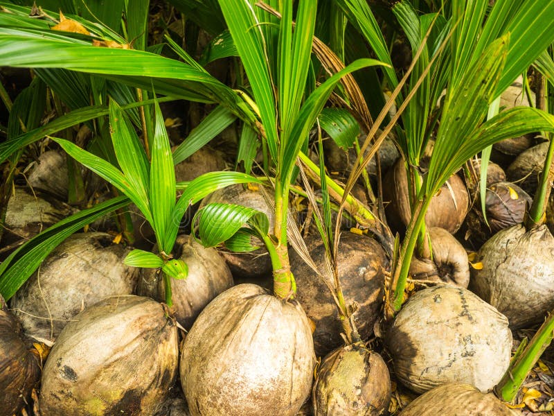 Pile of Sapling Coconut for Planting in Farm Stock Image - Image of ...