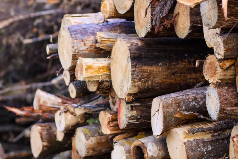 A Pile of Sawn Logs on a Field Stock Image - Image of material ...