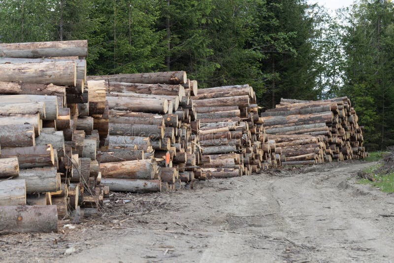 Pile of Sawn Logs on the Road in the Forest Stock Photo - Image of ...