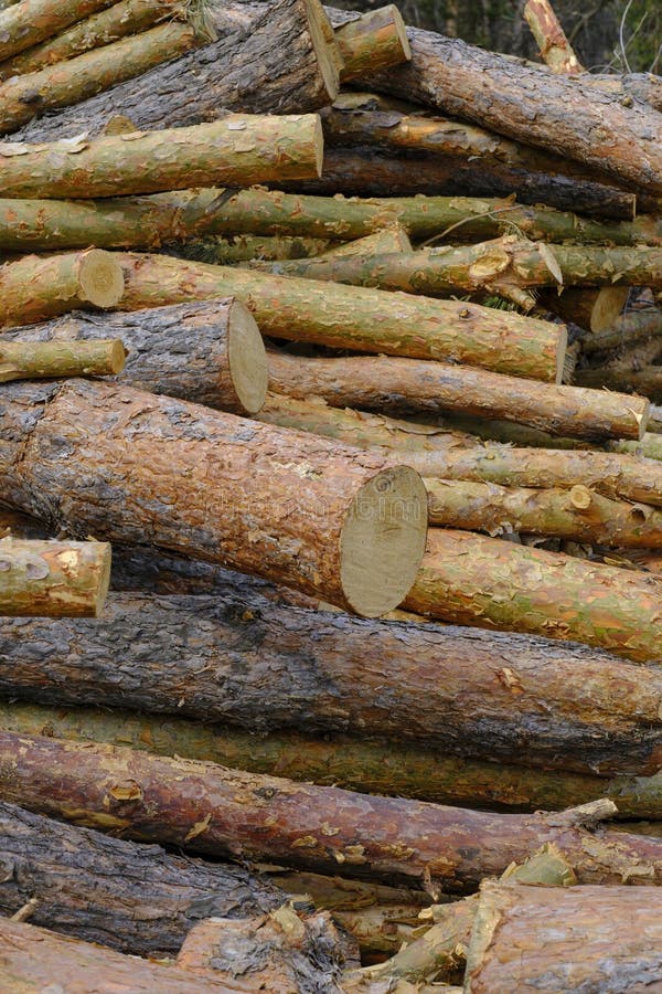 Pile of sawn pine logs. stock photo. Image of texture - 276563732