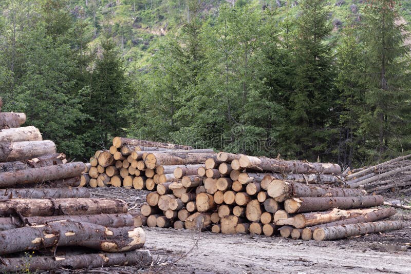 Pile of Sawn Pine Trees in Forest Stock Photo - Image of woodpile ...