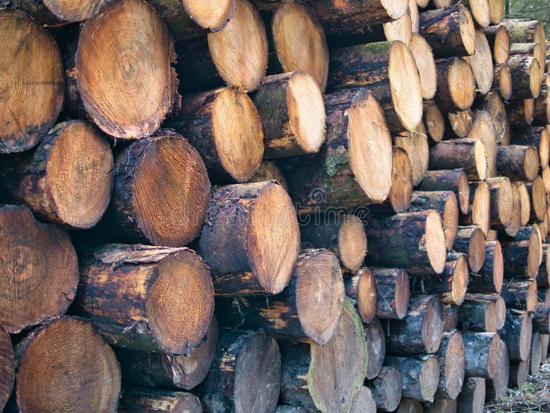 A Pile of Sawn Pine Trees Trunks Stacked after Forestry Operations in ...