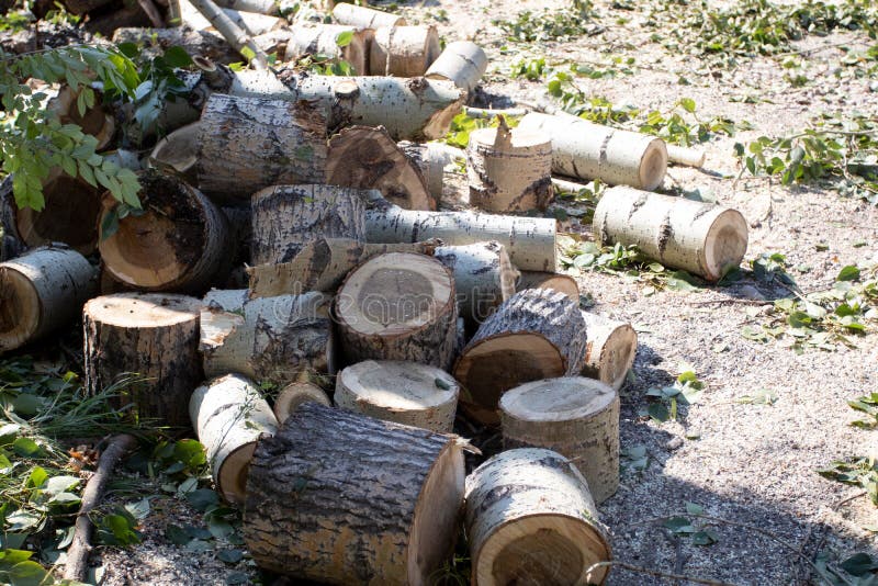 A pile Sawn poplar logs stock image. Image of timber - 240129193