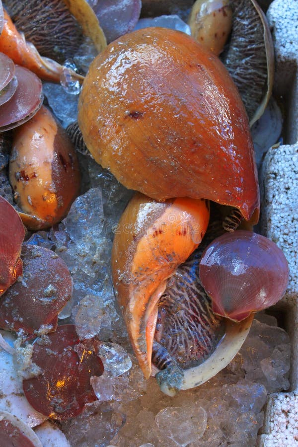 Pile Scallops Conch Shells Stock Photos - Free & Royalty-Free Stock ...