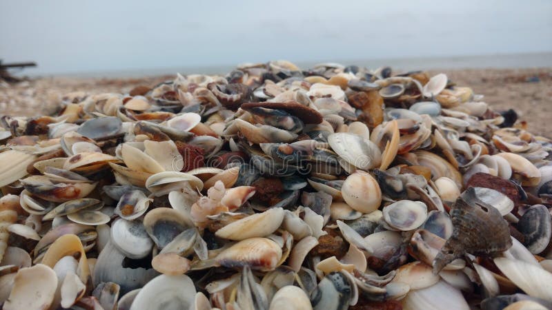 A Pile of Sea Shells on the Beach Stock Image - Image of concept, blue ...