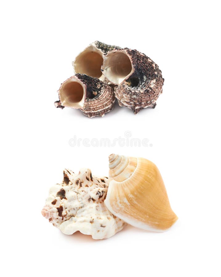 Pile of Sea Shells Isolated Stock Image - Image of marine, ocean: 92609191