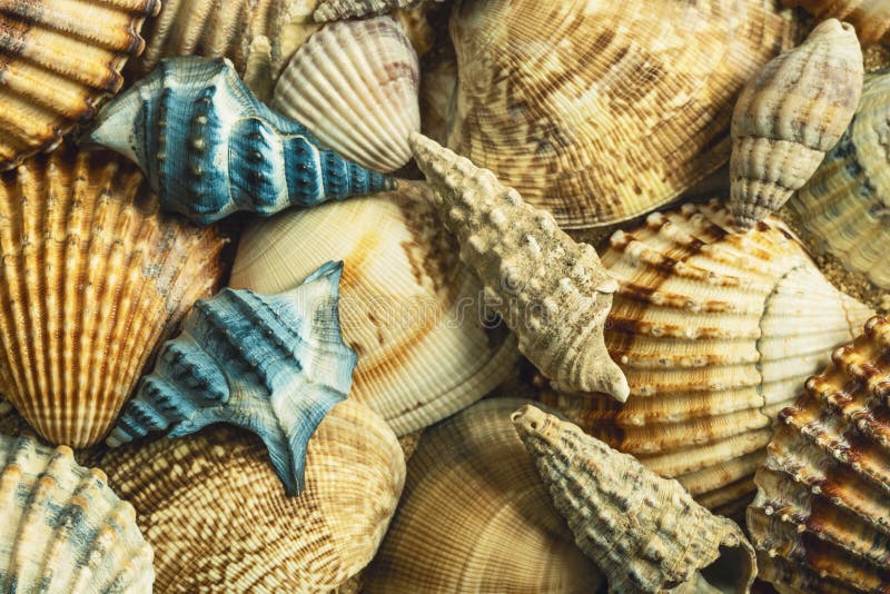Pile of colorful shells stock photo. Image of coastal - 40838498