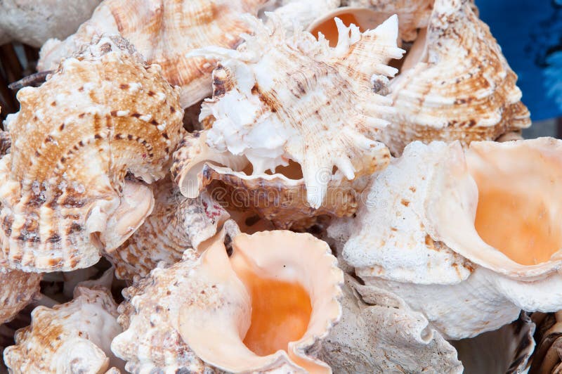 Pile of Sea Shells in a Street Market Stock Photo - Image of fresh ...