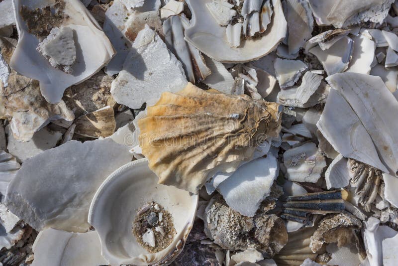 Pile of Shells in Wellfleet, MA Stock Image - Image of texture ...