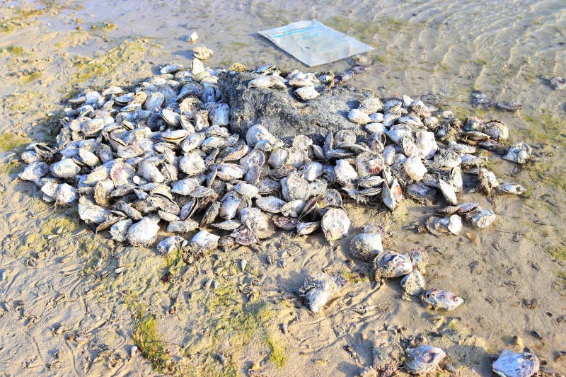 Pile of seashell on sand stock image. Image of outdo - 273023383