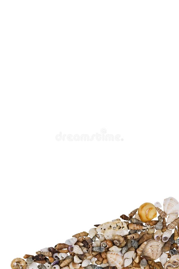 Pile of seashells stock image. Image of nature, coastline - 14504357