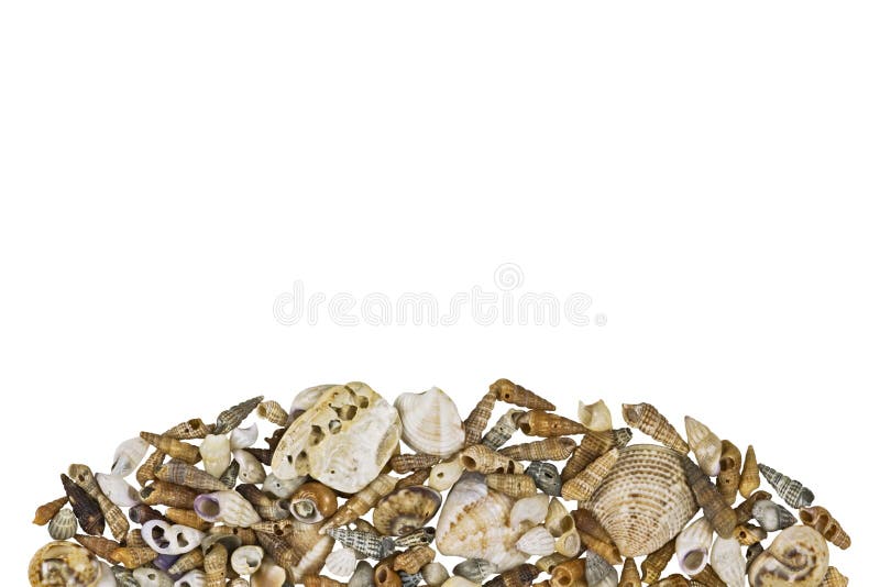 Pile of seashells stock image. Image of marine, coastline - 14504371