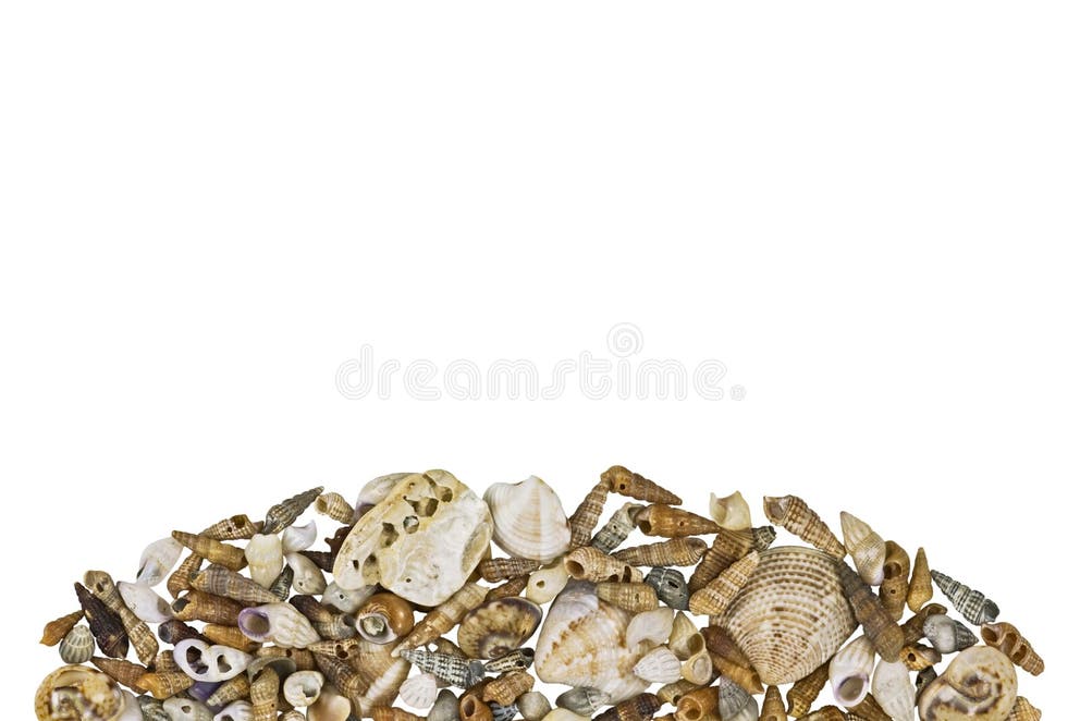 Pile of seashells stock image. Image of marine, coastline - 14504371