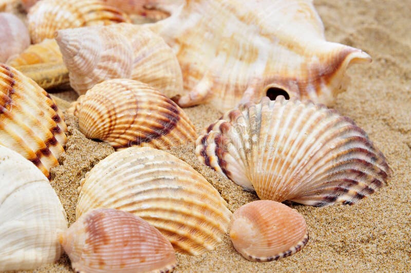 A pile of seashells stock image. Image of clams, exotic - 23534797