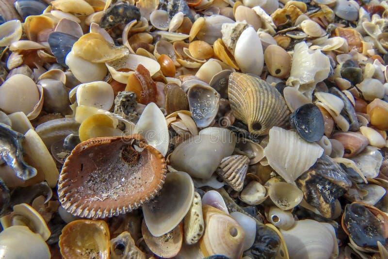 Pile of seashells on beach stock image. Image of shoreline - 174164823