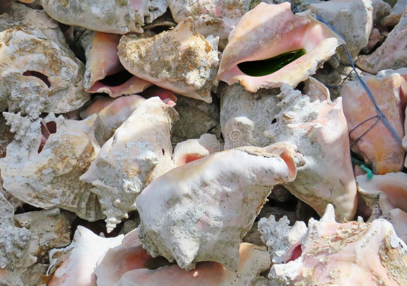 Lambi Shell Stock Photos - Free & Royalty-Free Stock Photos from Dreamstime