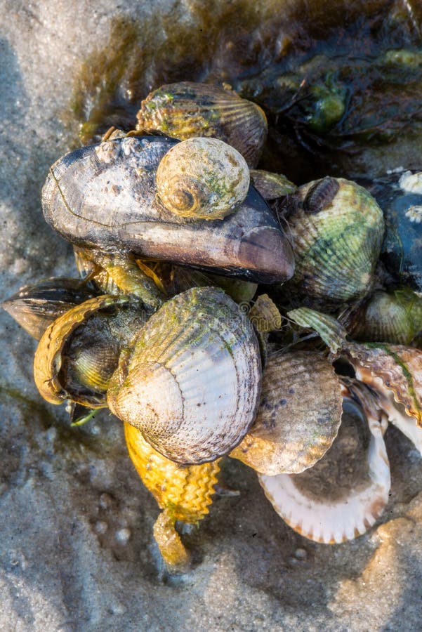 A pile of seashells stock image. Image of relaxation - 23534557